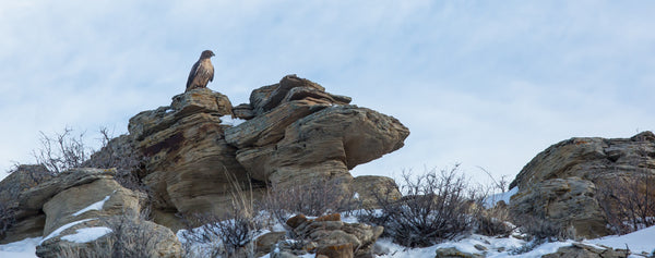 Hunting with the Hawks – Maven Outdoor Equipment Company